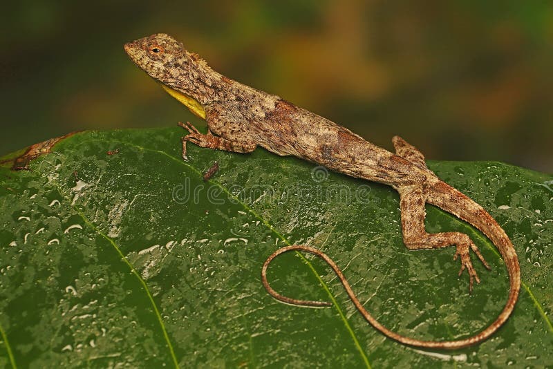A Flying Lizard is Sunbathing on a Vine Branch before Starting Its ...