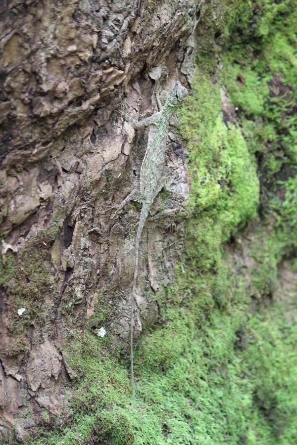 Flying Lizard on a Tree Trunk Stock Image - Image of malaysia, rain ...