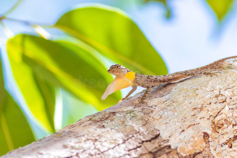 Flying Lizard with Yellow Mane Lives in Southeast Asia Stock Photo ...