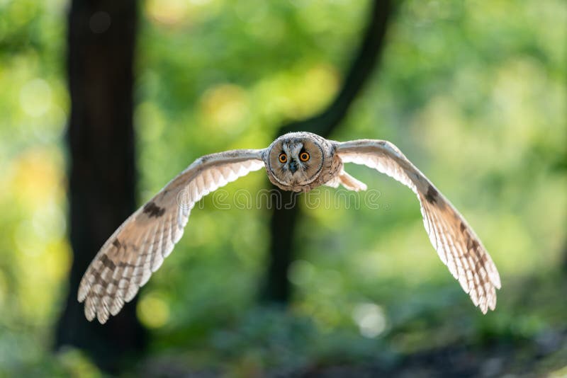 Flying Long-eared Owl. Spreaded Backlighted Wings. Front Action Owl ...