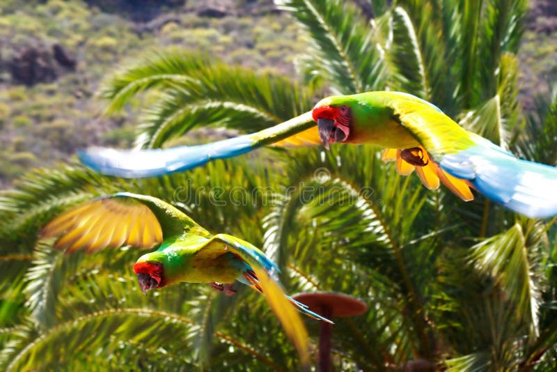 Flying Macaws stock photo. Image of papagyos, tropical - 3065328