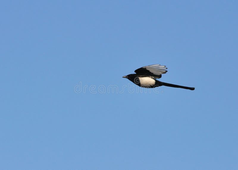 A flying magpie stock photo. Image of fast, magpie, friendly - 37849304