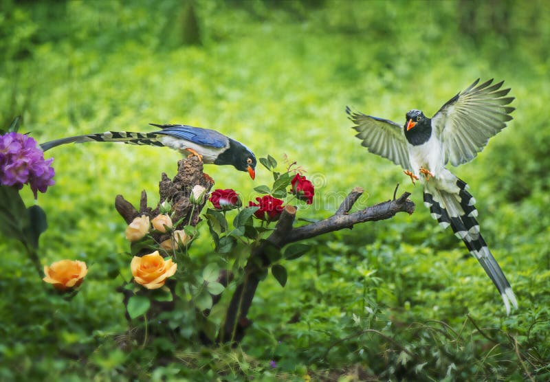 Flying Magpie, Spread Its Wings Stock Photo - Image of flower, sketch ...