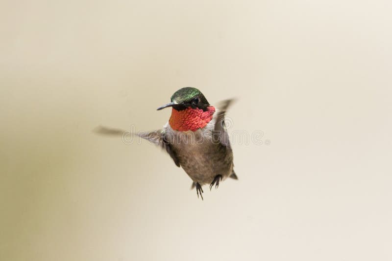 Flying Male Ruby-throated Hummingbird, Archilochus Colubris Stock Photo ...