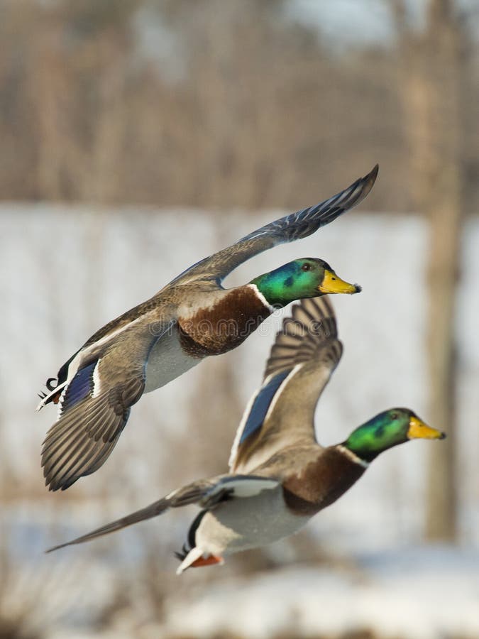 Flying Mallard flock stock photo. Image of flight, morning - 43093950