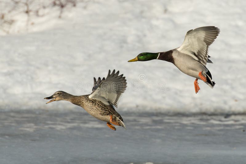 Mallard Pair, Anas Platyrhynchosnchos, in Flight Over Water, 7. Stock ...