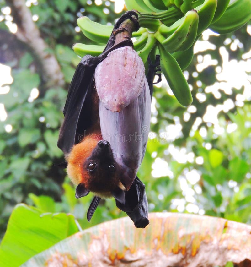 Fruit Bat Eating