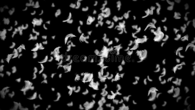 Flying Many White Feathers. Beautiful Feather Floating. Happiness. 3D ...
