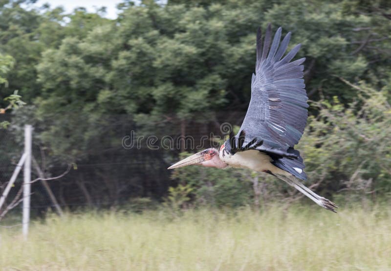 Flying marabou stock photo. Image of destinations, serengeti - 39279596