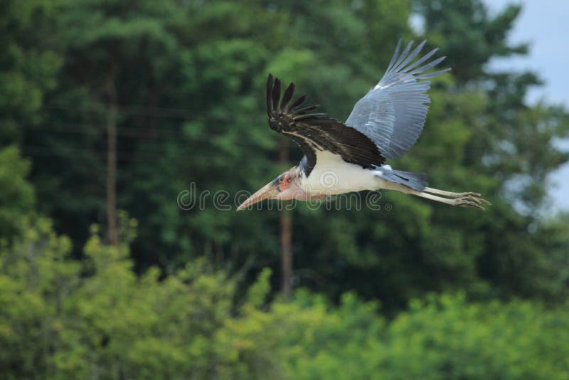 Flying marabou stork stock image. Image of wading, crumeniferus - 42717005