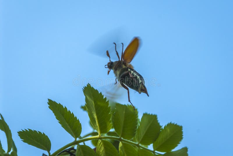 Flying May bug stock photo. Image of life, green, black - 85603448