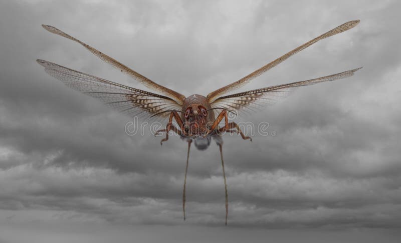 899 Flying Locust Stock Photos - Free & Royalty-Free Stock Photos from ...