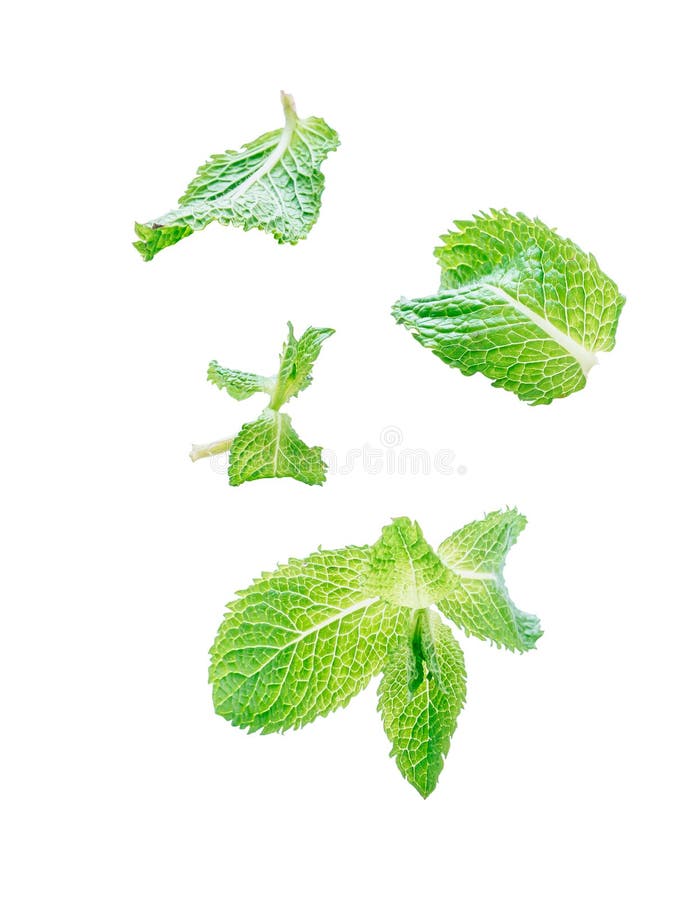 Flying Mint Leaves Collection Isolated on White Background. Stock Image ...