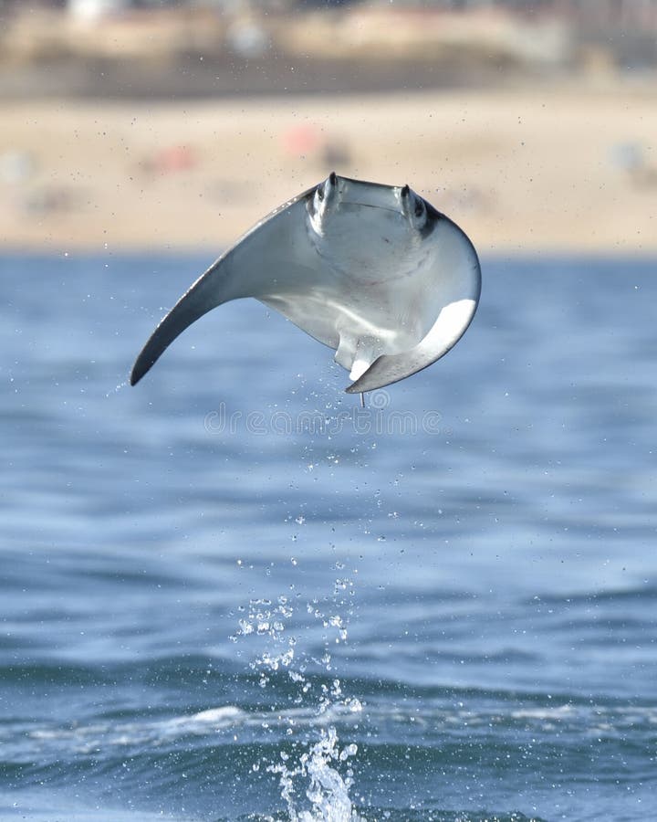 696 Mobula Ray Stock Photos - Free & Royalty-Free Stock Photos from ...