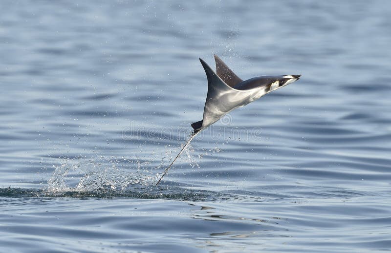Flying Mobula Ray stock photo. Image of fauna, mobulidae - 88090374