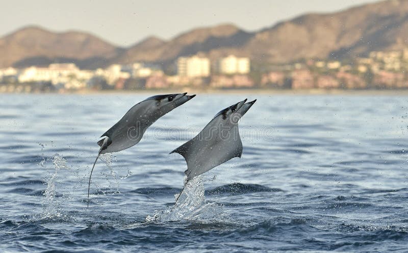 Flying Mobula Ray stock image. Image of exotic, chordata - 88090929