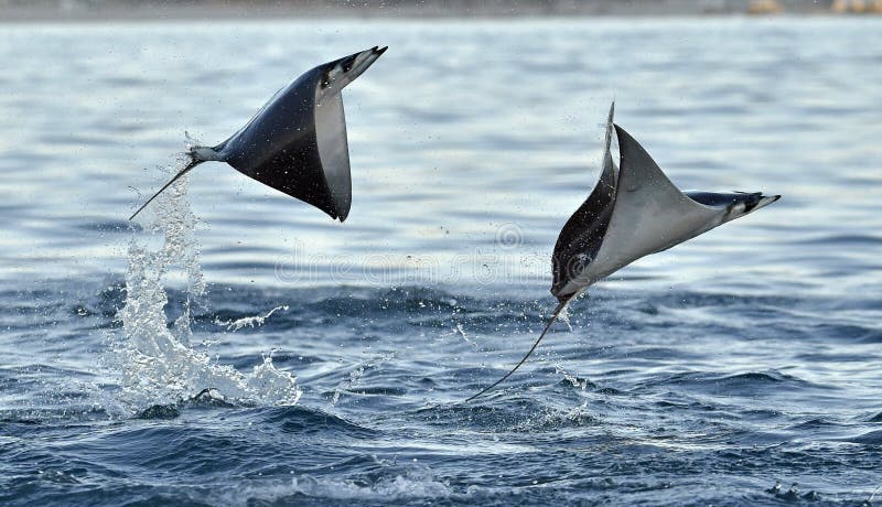 Flying Mobula Ray stock image. Image of diabolo, cortez - 88090953