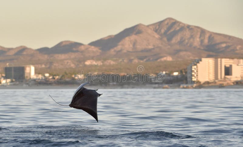 Flying Mobula Ray stock photo. Image of mobula, chondrichthyes - 88090998