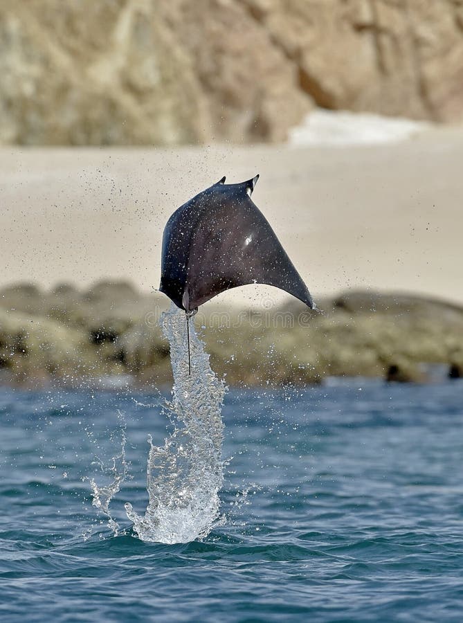 Mobula Ray Jumping Out of the Water. Mobula Munkiana, Known As the ...