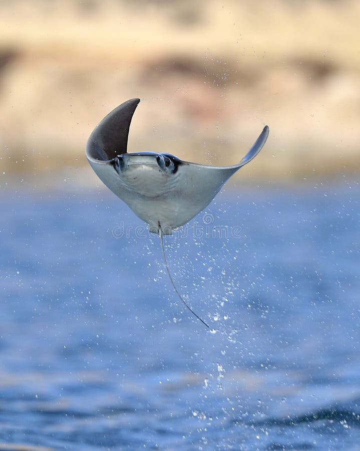 Flying Mobula Ray stock photo. Image of mobula, chondrichthyes - 88090998