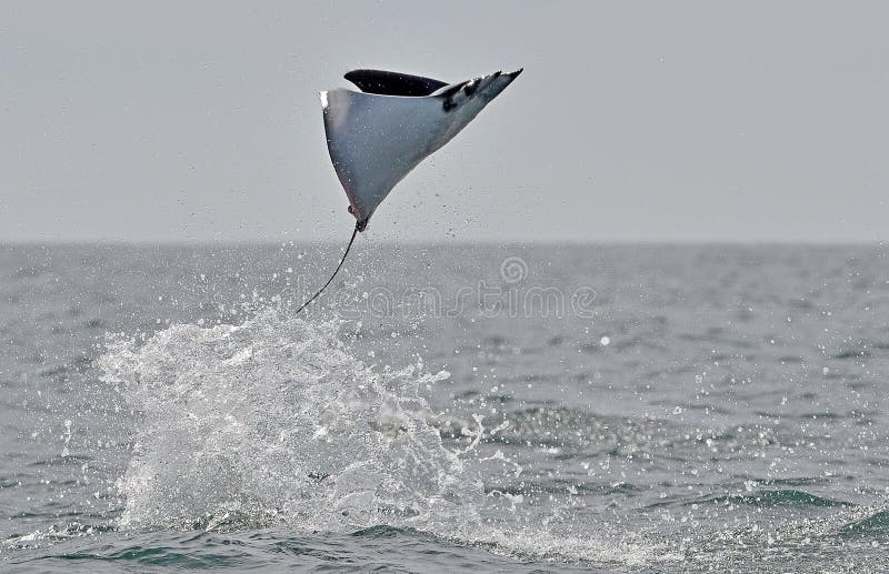 Flying Mobula Ray stock photo. Image of monk, munkiana - 88091442