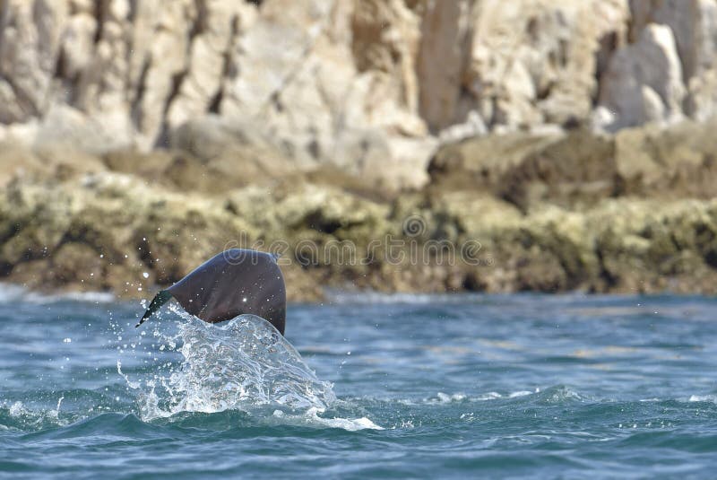 Flying Mobula Ray stock image. Image of jump, mobula - 88091475