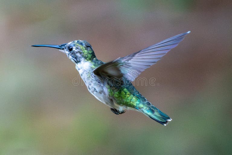Flying Molting Hummingbird. Stock Photo - Image of hummingbird, green ...