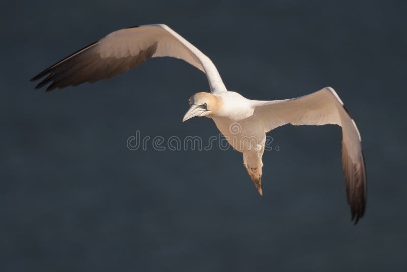 Flying Northern Gannet stock photo. Image of wildlife - 32943788