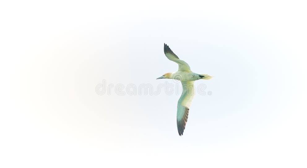 Flying Northern Garnet. Wild Bird in the Wild Stock Photo - Image of ...