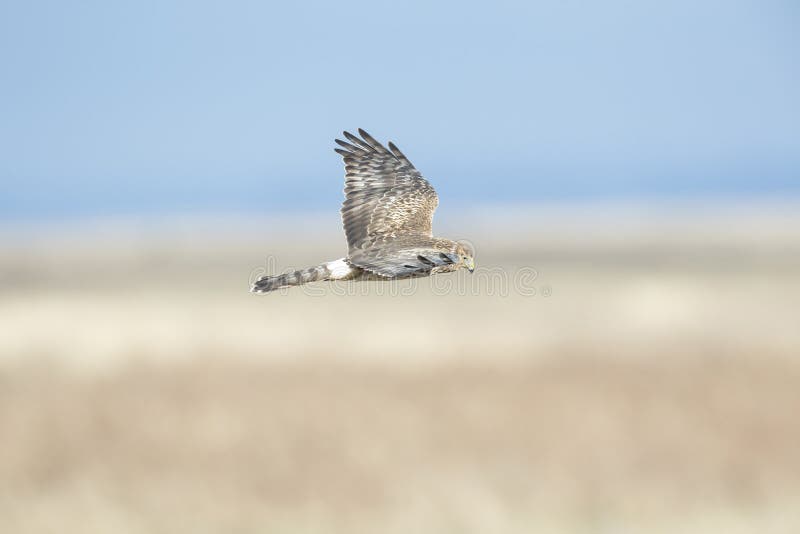 Flying Northern Harrier stock image. Image of female - 176632959