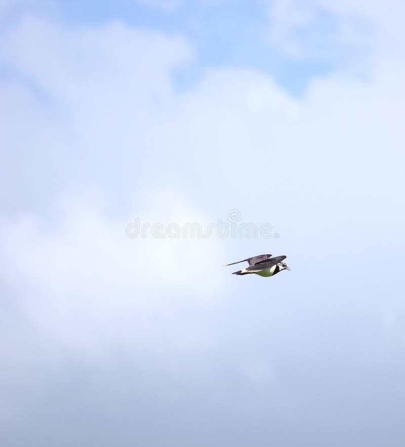 Flying Northern Lapwing stock photo. Image of vertical - 42908886