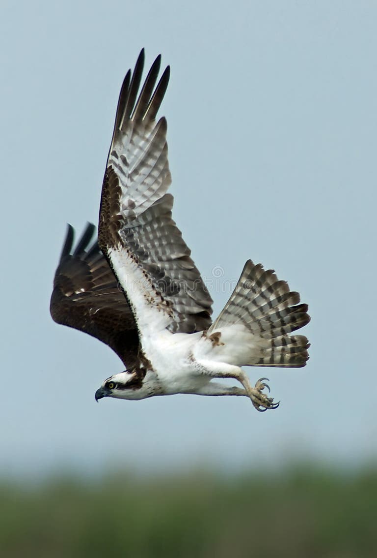 Osprey Flying Vertical Stock Photos - Free & Royalty-Free Stock Photos ...