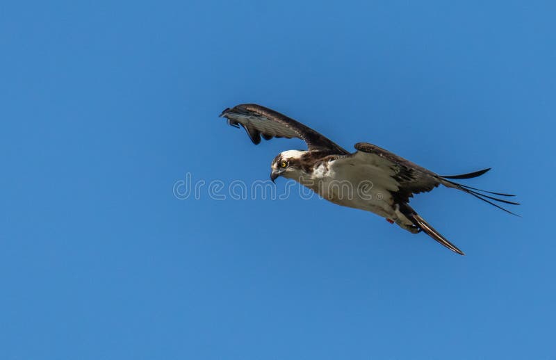 Osprey hunt stock image. Image of raptor, lagoon, nature - 41132509