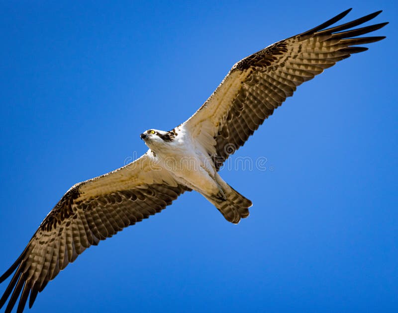 Flying Osprey with Its Wings Spread Wide Stock Photo - Image of states ...