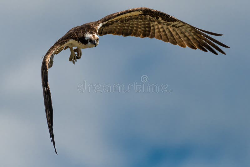 Flying Osprey or Sea Hawk stock image. Image of menhaden - 194095489