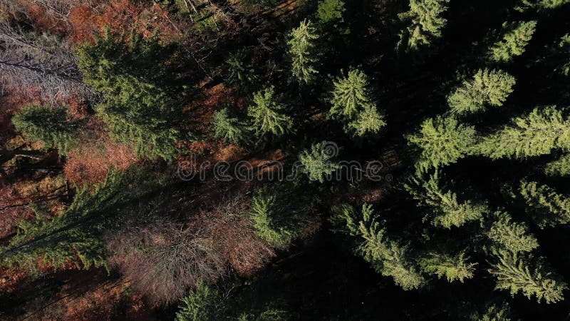 Flying Over the Canopy of Pine Trees, Evergreen Forest. Aerial Drone ...