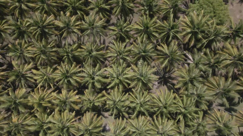 Coconut Tree Forest Aerial Top View. Drone Rise Up. Stock Footage ...