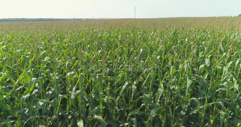 Flying Over Corn Field, Corn Field Top View, Corn Growing, Farming ...