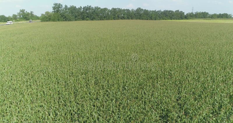Corn Field Top View, Corn Growing, Farming Business. Flying Over Corn ...