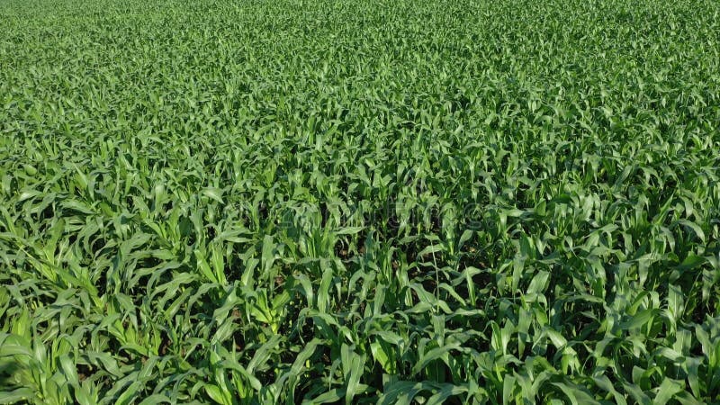 Flying Over a Golden Corn Field, Top View. Agriculture Stock Footage ...