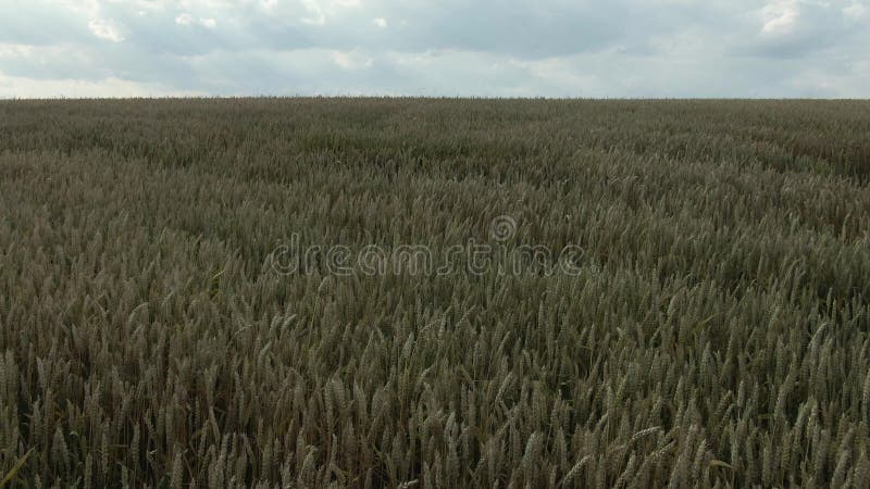 Flying Over the Field, the Sun Rays through the Clouds . Stock Image ...