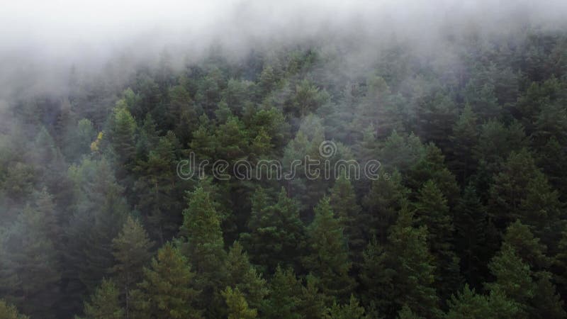 Flying Over the Forest in the Mountains with Floating Fog Stock Video ...