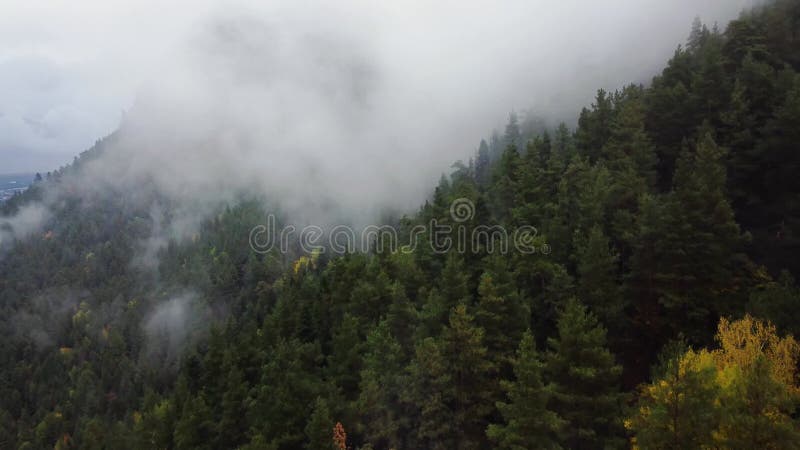 Flying Over the Forest in the Mountains with Floating Fog Stock Video ...