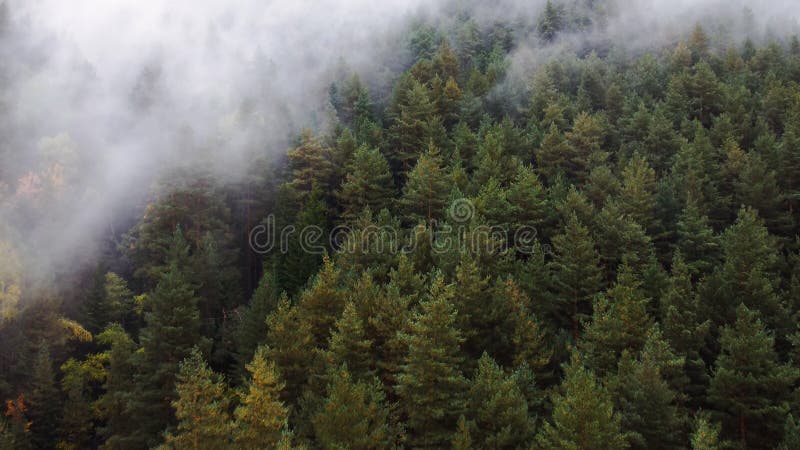 Flying Over the Forest in the Mountains with Floating Fog Stock Photo ...