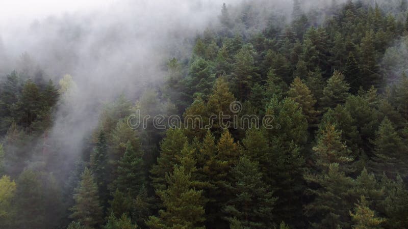Flying Over the Forest in the Mountains with Floating Fog Stock Photo ...