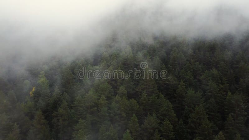 Flying Over the Forest in the Mountains with Floating Fog Stock Photo ...