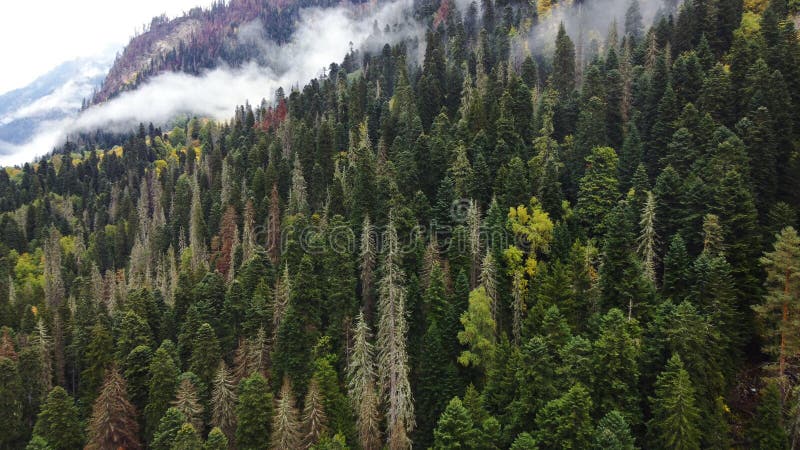 Flying Over the Forest in the Mountains with Floating Fog Stock Photo ...