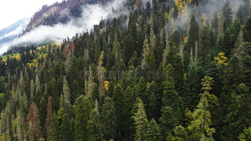 Flying Over the Forest in the Mountains with Floating Fog Stock Image ...