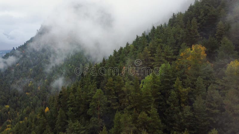 Flying Over the Forest in the Mountains with Floating Fog Stock Image ...