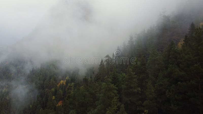 Flying Over the Forest in the Mountains with Floating Fog Stock Image ...